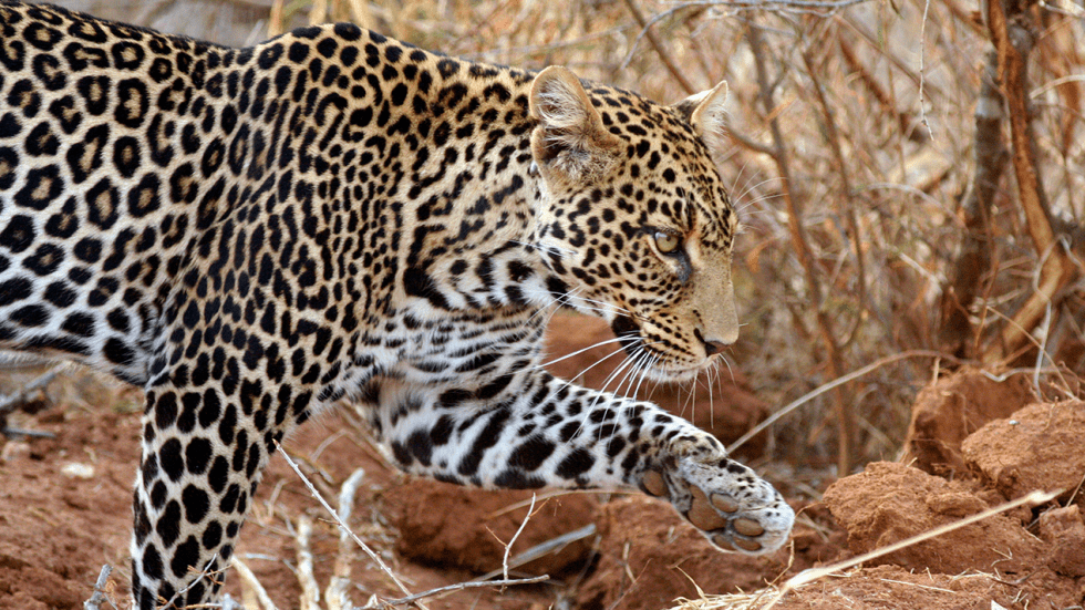 Leopard vs Cheetah: Key Differences in Speed, Appearance, and Behavior
