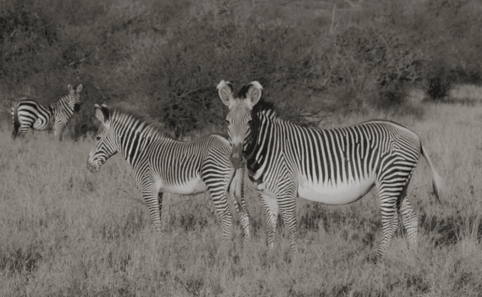 Exploring the Types of Zebras in Kenya: A Guide to These Iconic ...