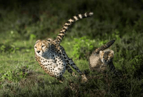 Leopard vs Cheetah: Key Differences in Speed, Appearance, and Behavior