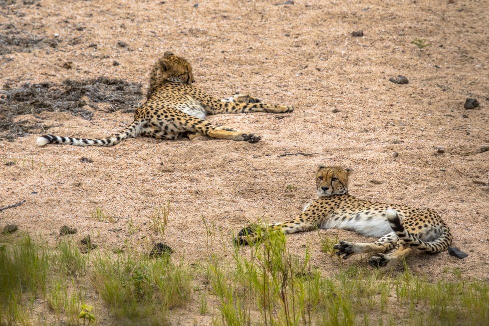 Leopard vs Cheetah: Key Differences in Speed, Appearance, and Behavior